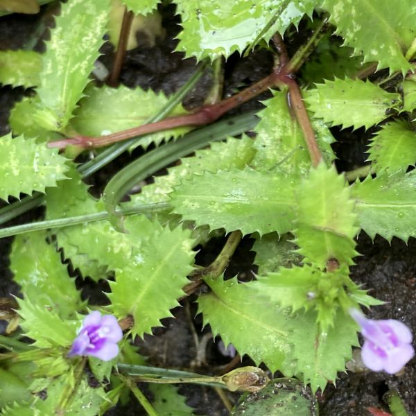 Bonnaya ciliata | Fringed Lindernia - Green Cover Initiative
