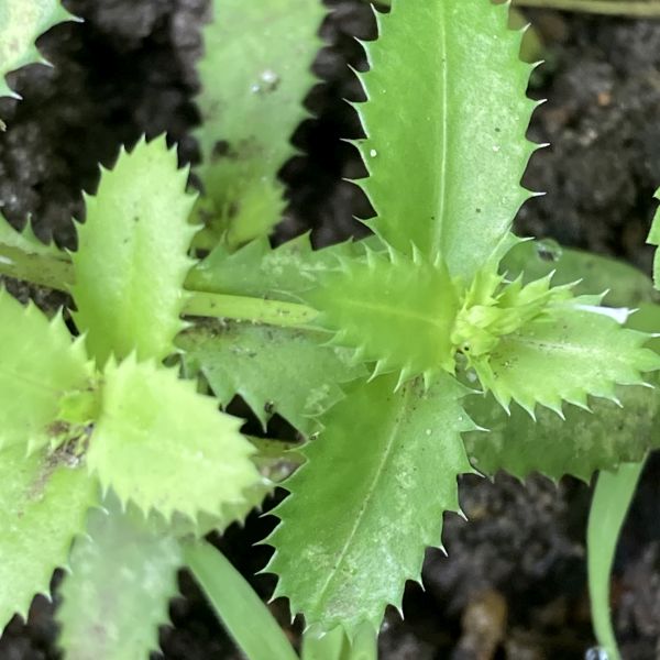 Bonnaya ciliata | Fringed Lindernia - Green Cover Initiative