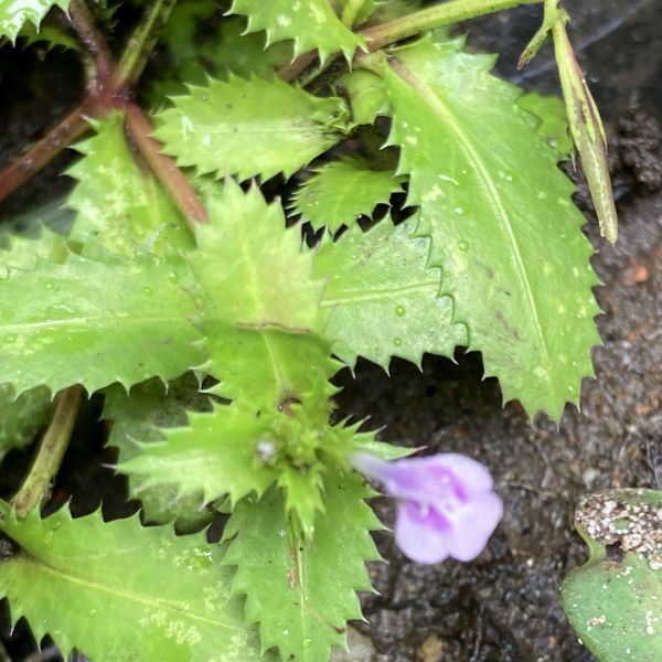 Bonnaya ciliata | Fringed Lindernia - Green Cover Initiative