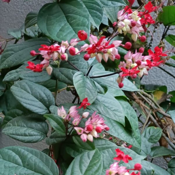 Clerodendrum thomsoniae | Bleeding heart vine - Flowering plants