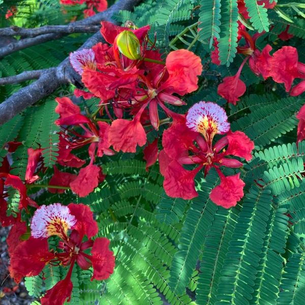 Delonix Regia | Gulmohar | Royal Poinciana | May flower tree | Flame of ...