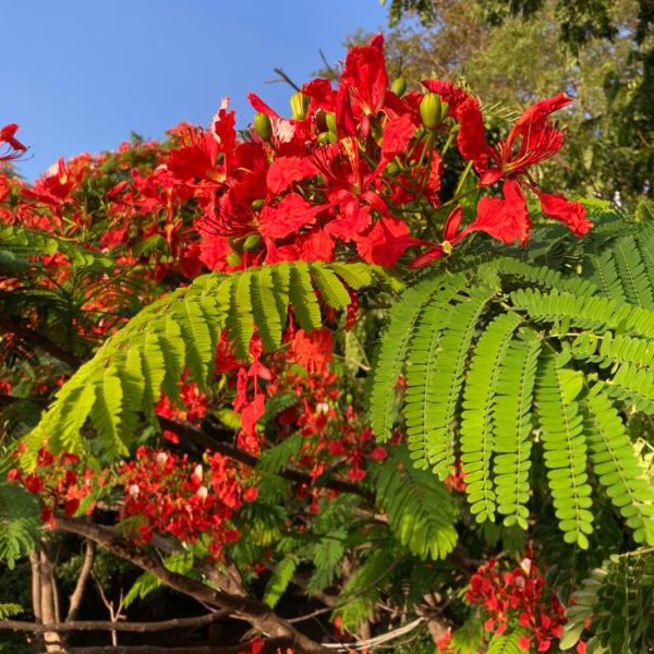 Delonix Regia | Gulmohar | Royal Poinciana | May flower tree | Flame of ...
