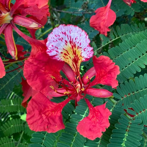 Delonix Regia | Gulmohar | Royal Poinciana | May flower tree | Flame of ...
