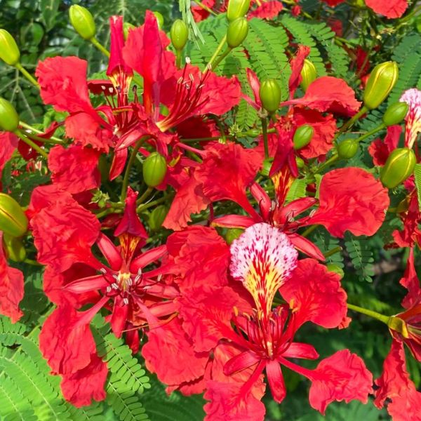 Delonix Regia | Gulmohar | Royal Poinciana | May flower tree | Flame of ...