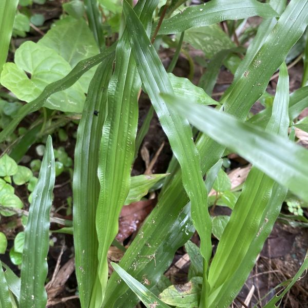 Axonopus compressus | Carpet grass - Green Cover Initiative