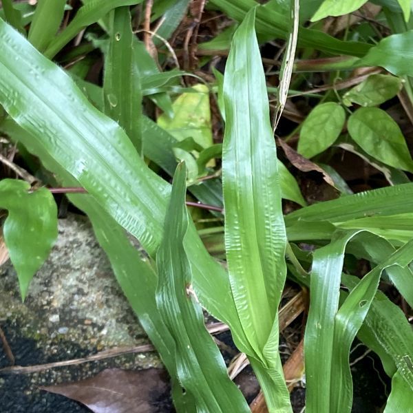 Axonopus compressus | Carpet grass - Green Cover Initiative