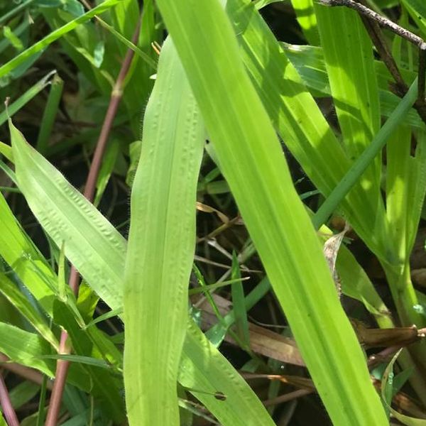 Axonopus compressus | Carpet grass - Green Cover Initiative