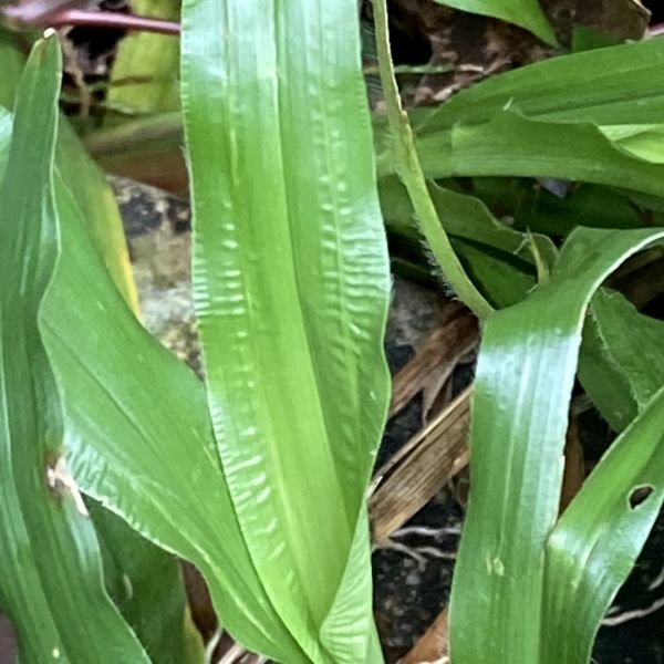 Axonopus compressus | Carpet grass - Green Cover Initiative