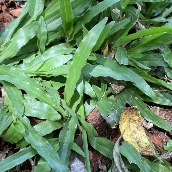 Axonopus compressus | Carpet grass - Green Cover Initiative