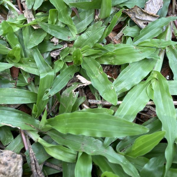 Axonopus compressus | Carpet grass - Green Cover Initiative