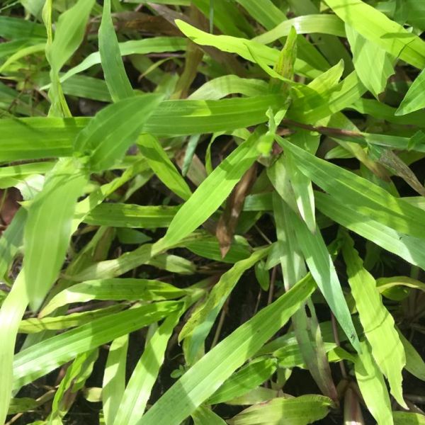 Axonopus compressus | Carpet grass - Green Cover Initiative