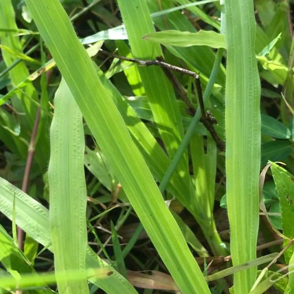 Axonopus compressus | Carpet grass - Green Cover Initiative