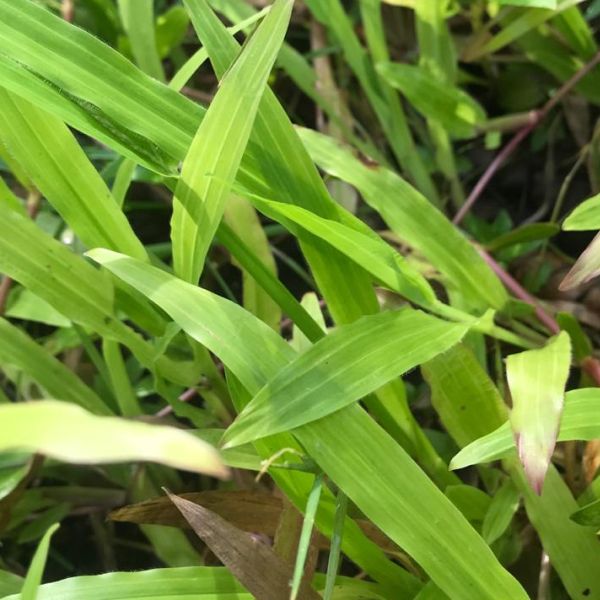 Axonopus compressus | Carpet grass - Green Cover Initiative