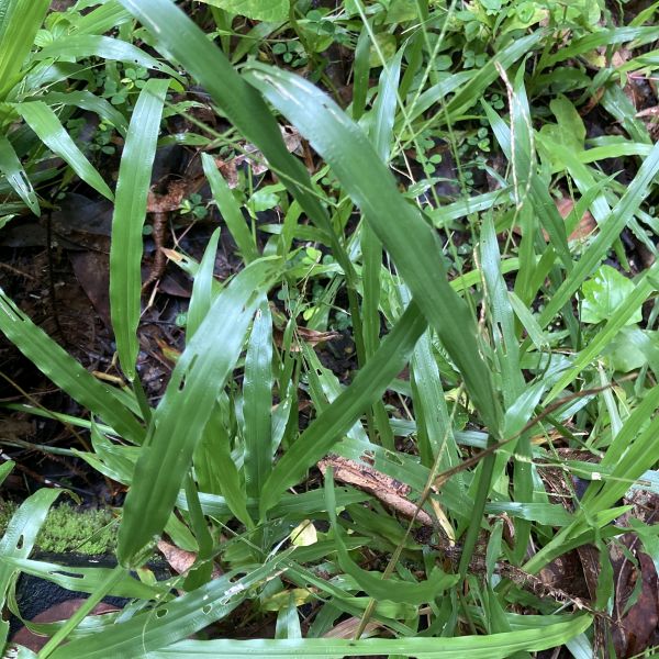 Axonopus compressus | Carpet grass - Green Cover Initiative