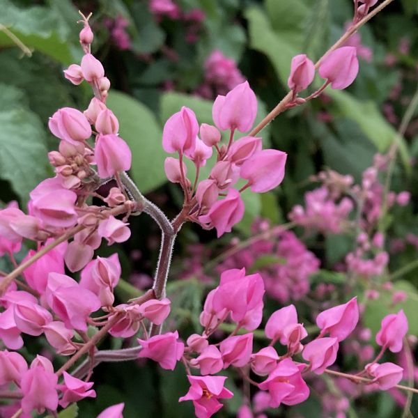 Antigonon leptopus | Coral vine - Green Cover Initiative