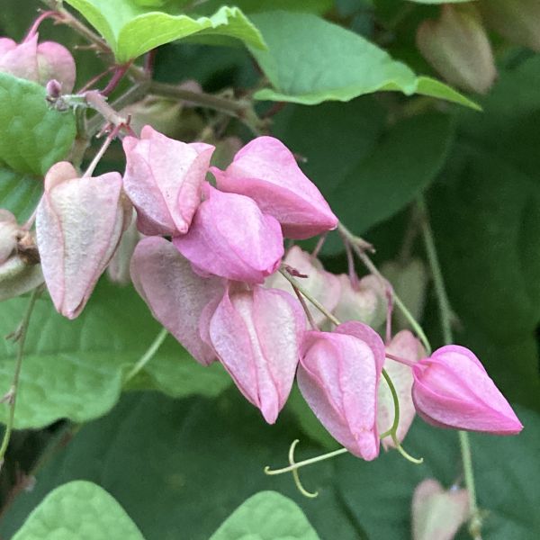 Antigonon leptopus | Coral vine - Green Cover Initiative