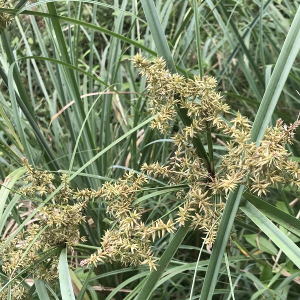 Cyperus javanicus | Javanese flatsedge - Green Cover Initiative