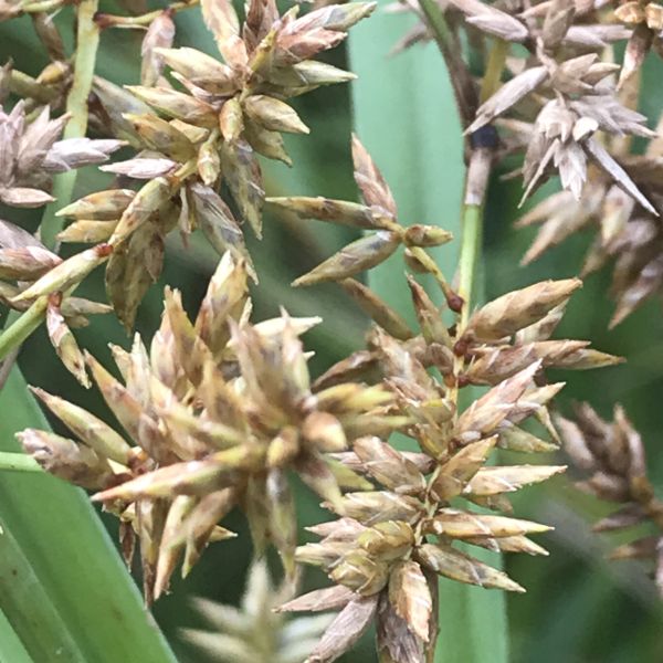 Cyperus javanicus | Javanese flatsedge - Green Cover Initiative