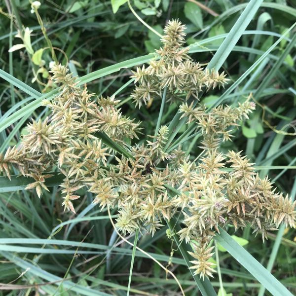 Cyperus javanicus | Javanese flatsedge - Green Cover Initiative