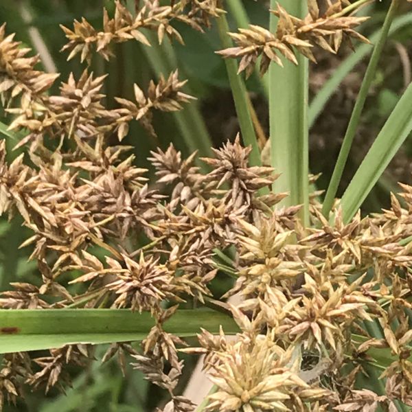 Cyperus javanicus | Javanese flatsedge - Green Cover Initiative