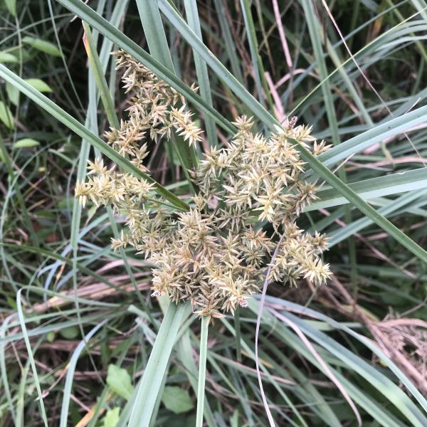 Cyperus javanicus | Javanese flatsedge - Green Cover Initiative