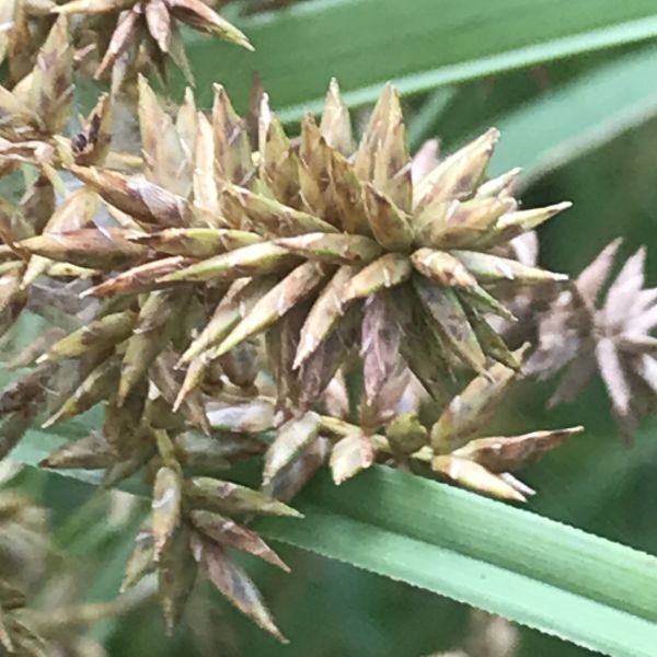 Cyperus javanicus | Javanese flatsedge - Green Cover Initiative