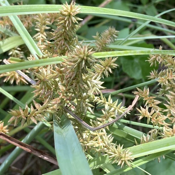 Cyperus javanicus | Javanese flatsedge - Green Cover Initiative