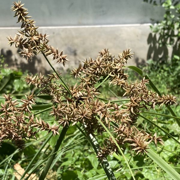 Cyperus javanicus | Javanese flatsedge - Green Cover Initiative