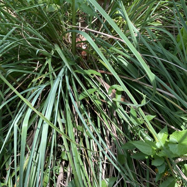 Cyperus javanicus | Javanese flatsedge - Green Cover Initiative