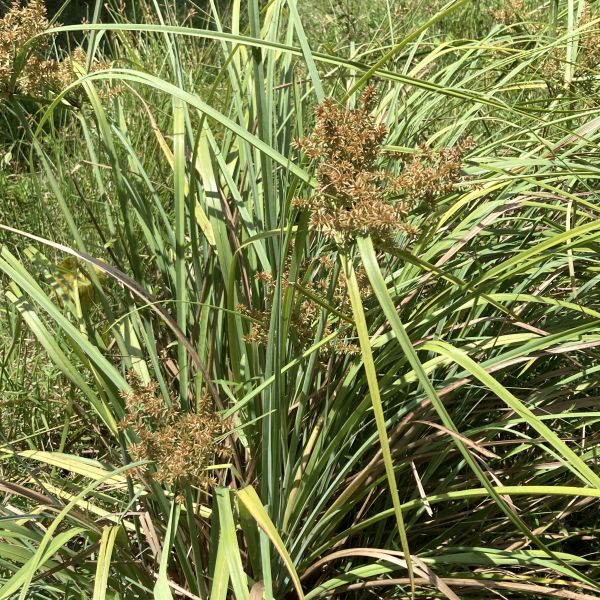 Cyperus javanicus | Javanese flatsedge - Green Cover Initiative