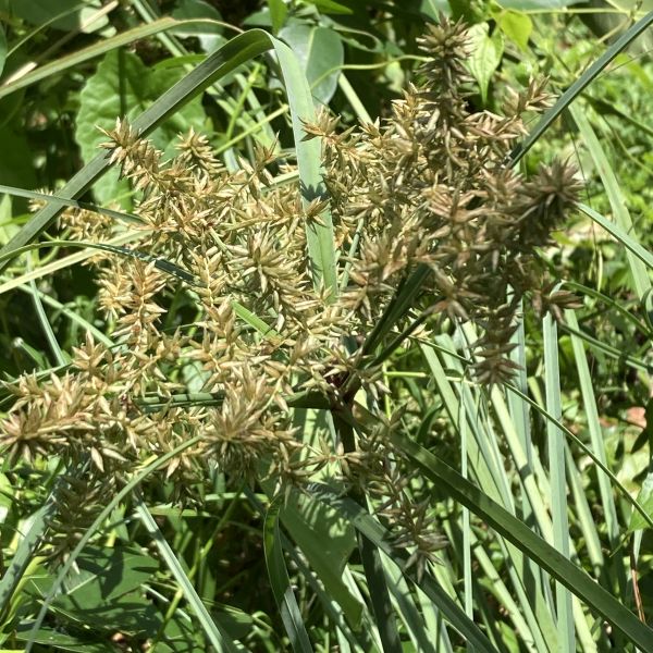 Cyperus javanicus | Javanese flatsedge - Green Cover Initiative