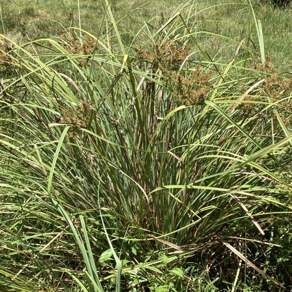 Cyperus javanicus | Javanese flatsedge - Green Cover Initiative