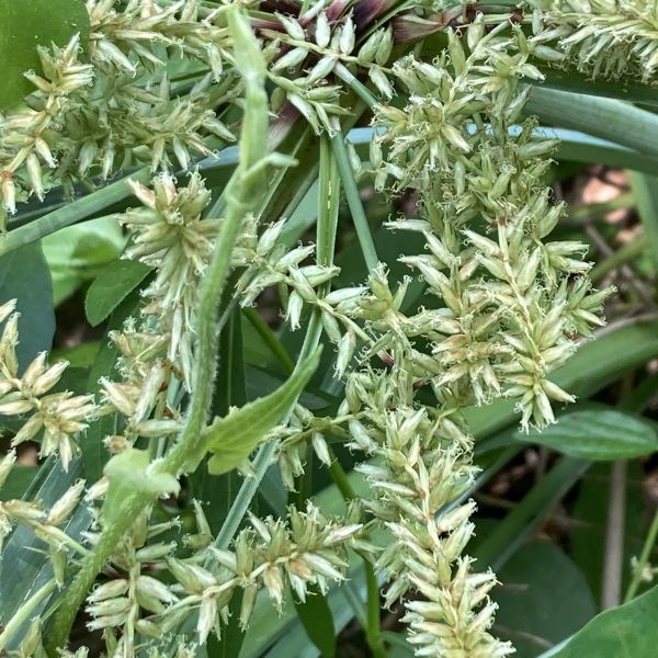 Cyperus javanicus | Javanese flatsedge - Green Cover Initiative