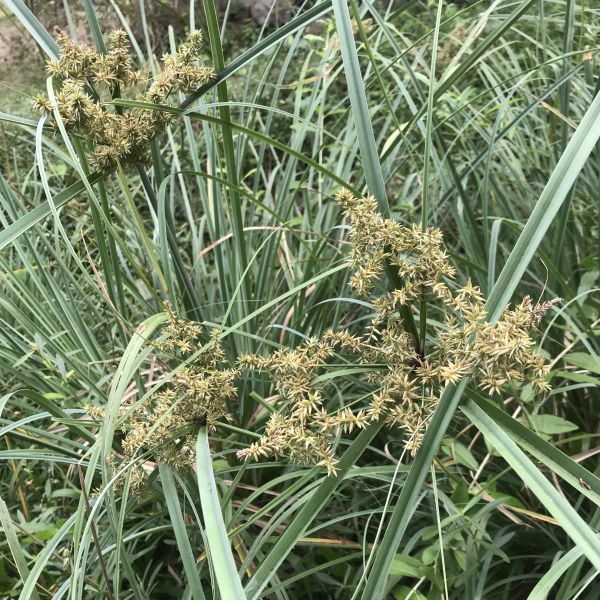 Cyperus javanicus | Javanese flatsedge - Green Cover Initiative