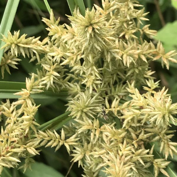 Cyperus javanicus | Javanese flatsedge - Green Cover Initiative