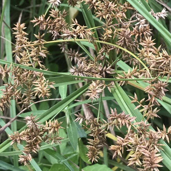 Cyperus javanicus | Javanese flatsedge - Green Cover Initiative