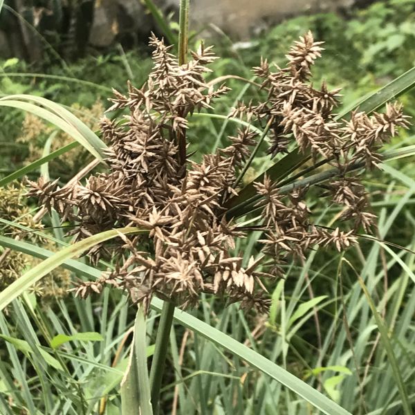 Cyperus javanicus | Javanese flatsedge - Green Cover Initiative