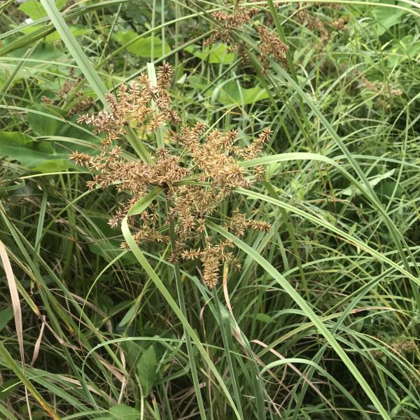 Cyperus javanicus | Javanese flatsedge - Green Cover Initiative