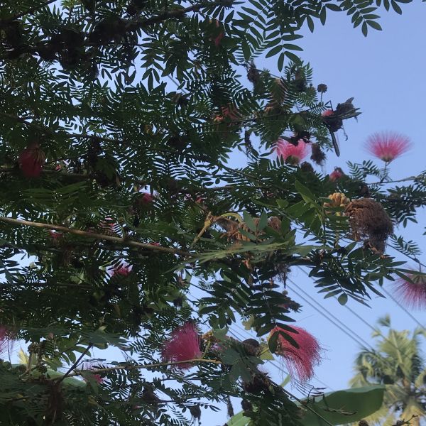Calliandra haematocephala | Powder puff tree - Green Cover Initiative