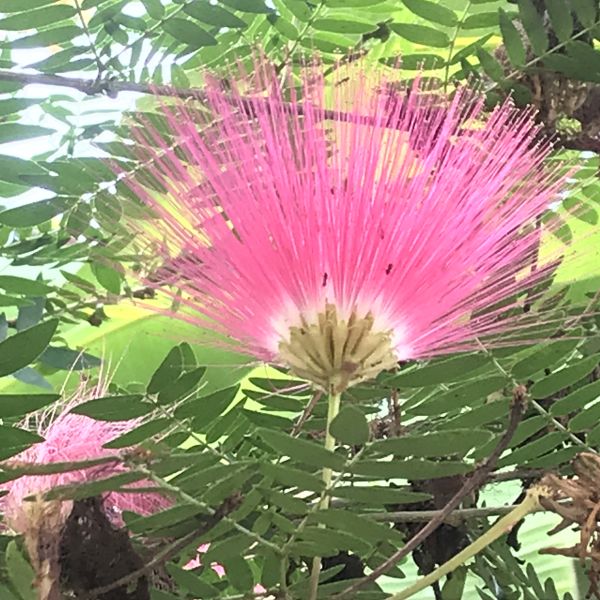 Calliandra haematocephala | Powder puff tree - Green Cover Initiative