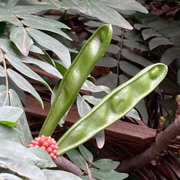 Calliandra haematocephala | Powder puff tree - Green Cover Initiative