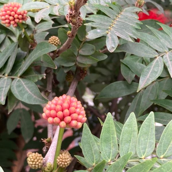 Calliandra haematocephala | Powder puff tree - Green Cover Initiative