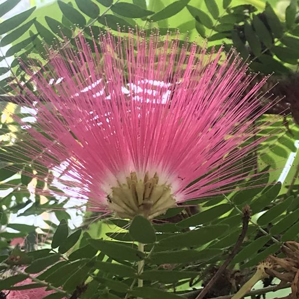 Calliandra haematocephala | Powder puff tree - Green Cover Initiative