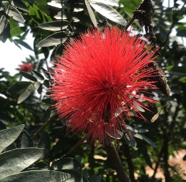 Calliandra haematocephala | Powder puff tree - Green Cover Initiative