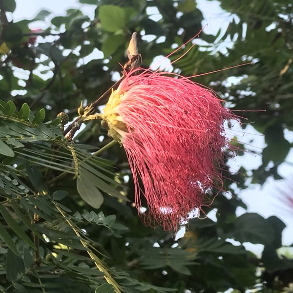 Calliandra haematocephala | Powder puff tree - Green Cover Initiative