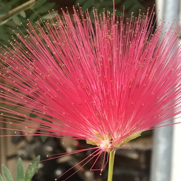 Calliandra haematocephala | Powder puff tree - Green Cover Initiative