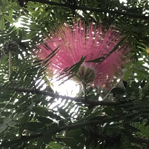 Calliandra haematocephala | Powder puff tree - Green Cover Initiative