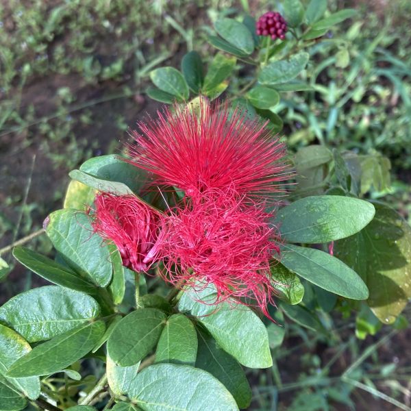Calliandra haematocephala | Powder puff tree - Green Cover Initiative
