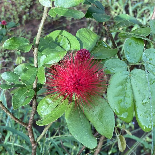 Calliandra haematocephala | Powder puff tree - Green Cover Initiative