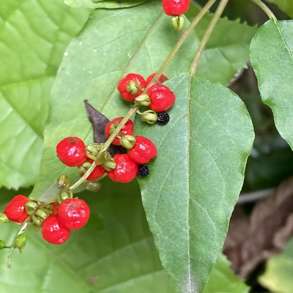 Rivina Humilis | Bloodberry | Pigeonberry | Rougeplant | Coralito - GCI